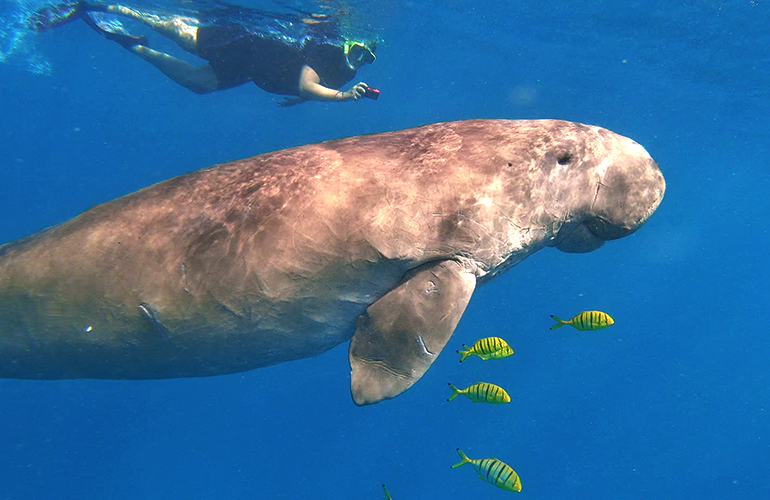 Finding the Dugong | Wanderlust RedSea Exclusive