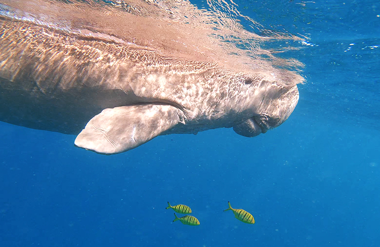 Finding the Dugong | Wanderlust RedSea Exclusive