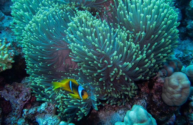 Hankourab and Qulaan | Wanderlust Red Sea